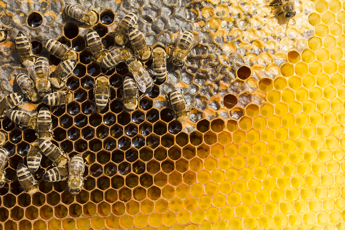 La propolis, un système élaboré qui agit comme un «bouclier d’immunité».